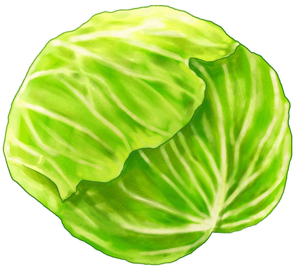 キャベツ — oishiso